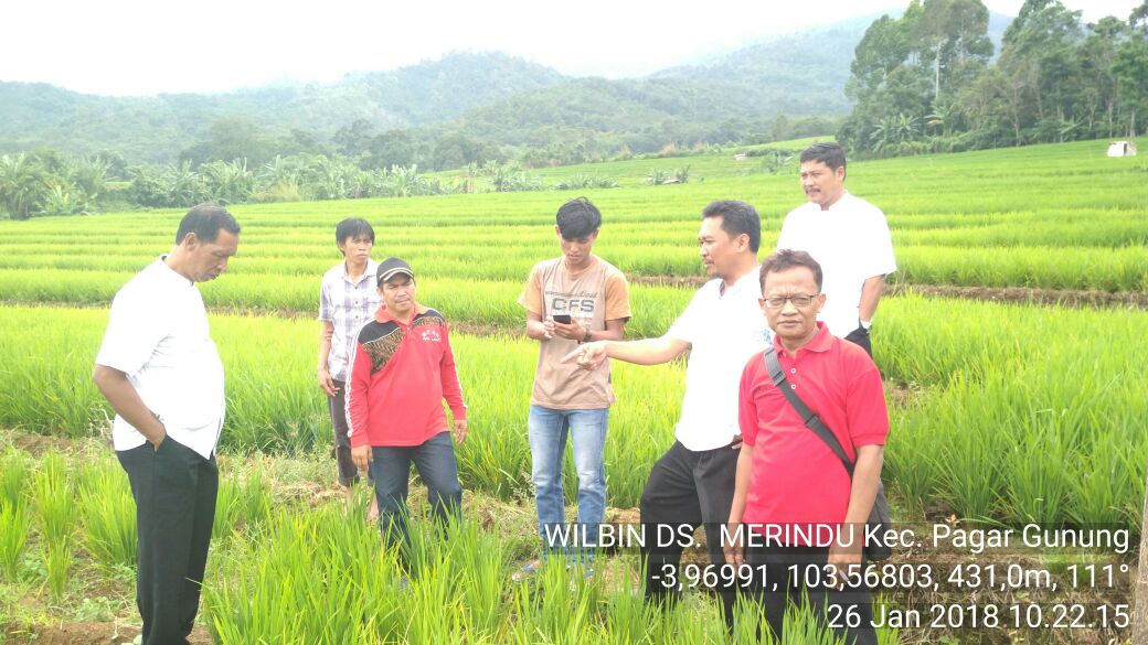 DAUN PADI MENGUNING, DINAS PERTANIAN DATANGI PERSAWAHAN WARGA - Lahat ...